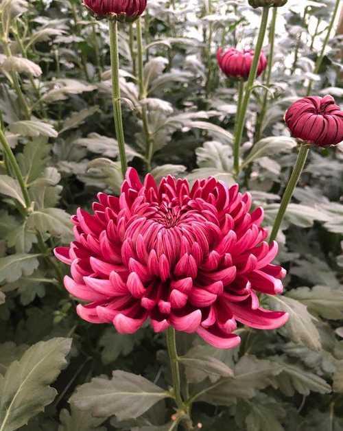 Хризантема на срез