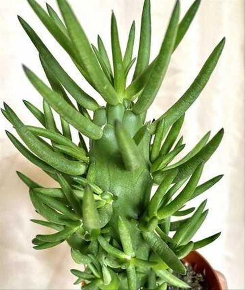 Комнатные растения: Аустроцилиндропунция 25 см