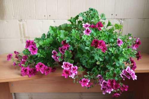 Герань пеларгония королевская, плющелистная, зонал