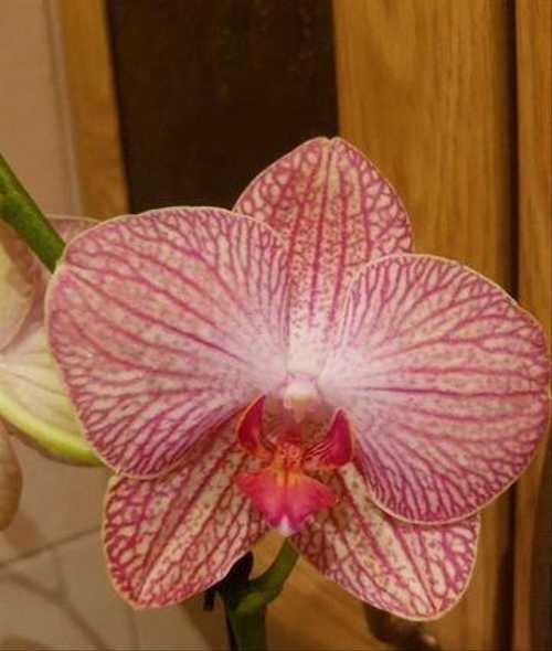 Ravello орхидея фаленопсис цветущая