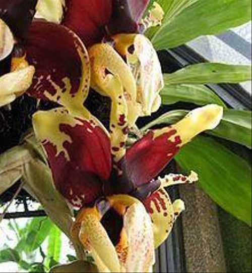 Орхидея стангопея Stanhopea tigrina