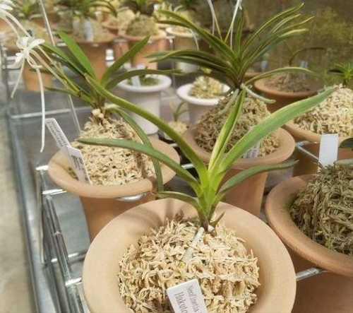 Орхидея neofinetia falcata Hakutosei