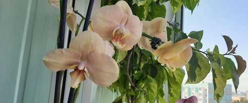 Орхидея фаленопсис Карина (Африканский закат)