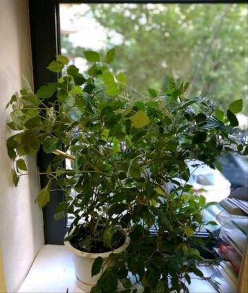 Комнатное растение роициссус Капский. Роициссус. Продам березка
