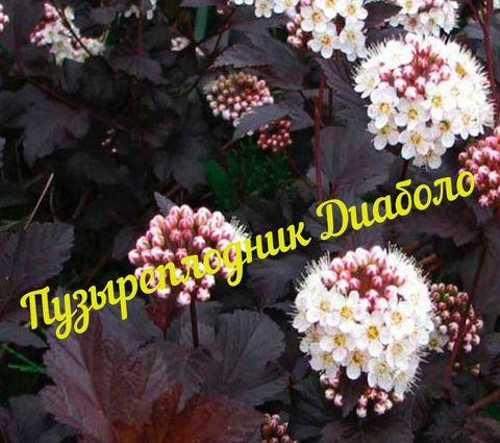 Пузыреплодник калинолистный Диаболо