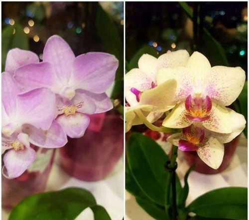 Мини орхидея Фаленопсис