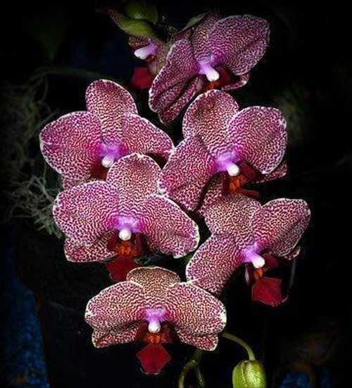 Орхидея фаленопсис I-Hsin Sesame