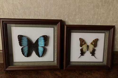 Бабочки в рамках