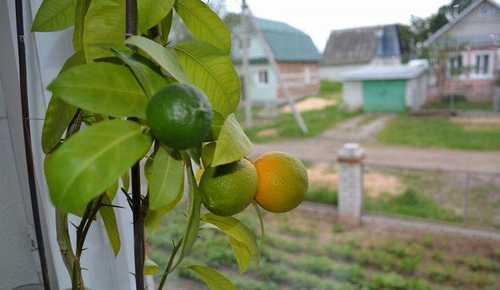 Продам привитые саженцы лимонов и мандаринов