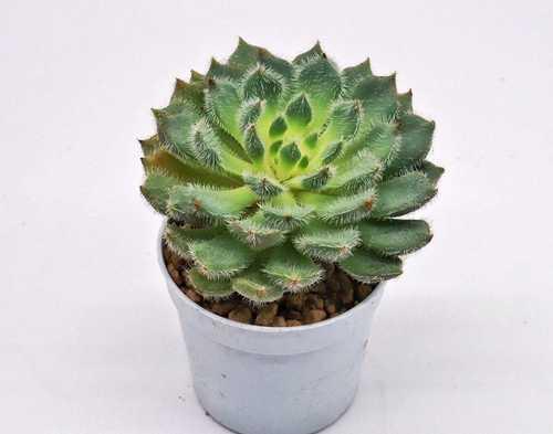Эхеверия щетинистая (Echeveria Setosa)