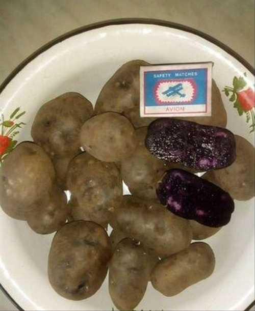 Семенной фиолетовый картофель Vitelotte