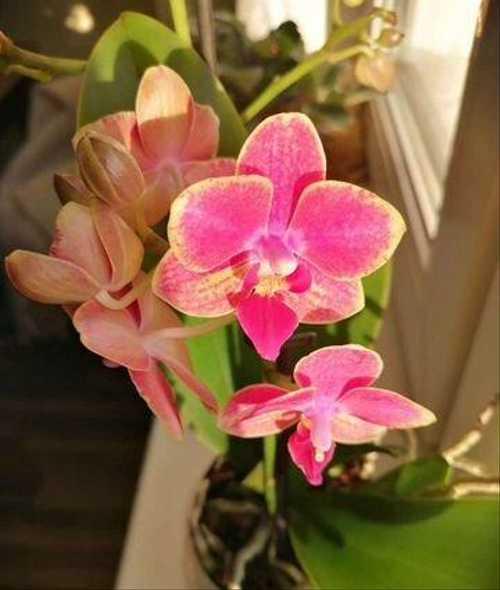 Орхидея фаленопсис мультифлора bowdion