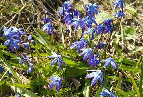Пролеска, самые ранние цветы, луковичные