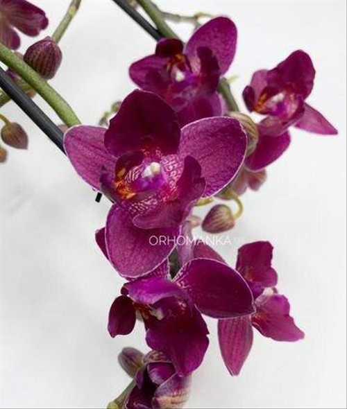 Орхидея фаленопсис Ред лион бабочка