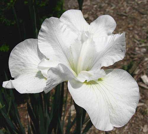 Ирис сибирский Галс Винг (Gulls Wing)