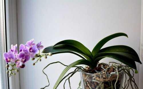 Орхидея вайлет квин цветущая