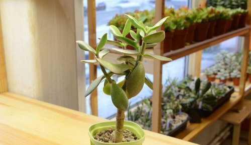 Crassula Ovata (Крассула) (SCT28601)