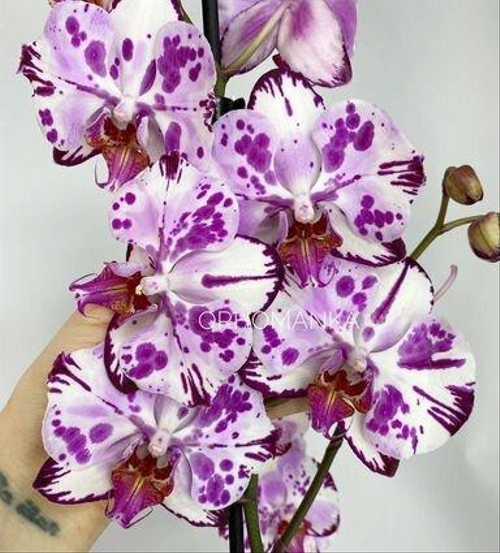 Орхидея фаленопсис Мэджик Арт бабочка