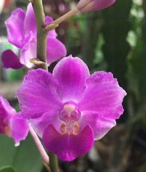 Орхидея Phal Purple Gem