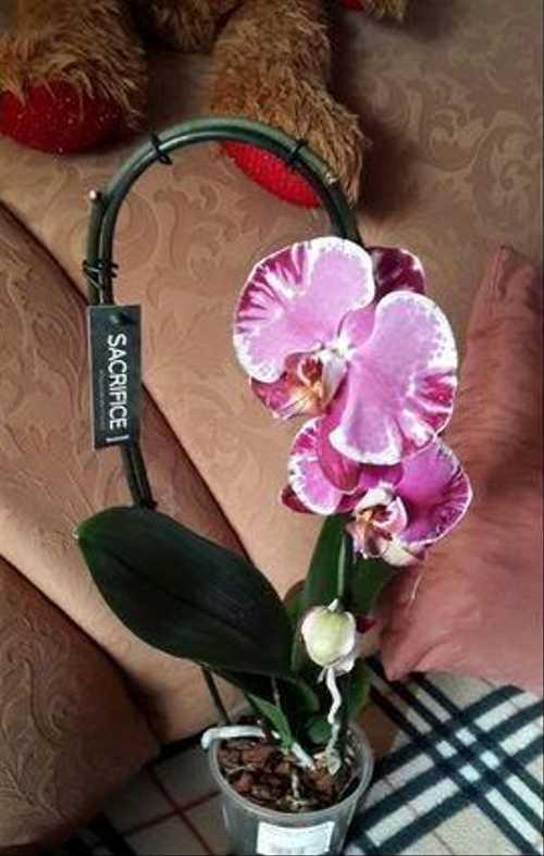 Отцветшие орхидеи