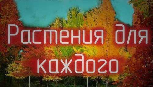 Крупномеры, кустарники, хвойные лиственные