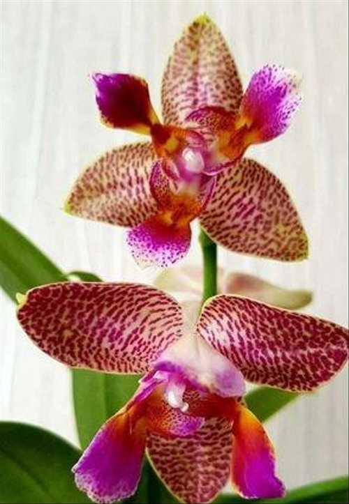 Орхидея фаленопсис Joy Fairy Tale