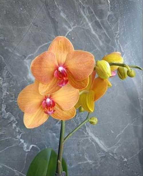 Орхидея фаленопсис Asian Sun, оранжевая