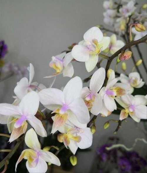 Орхидея Дикий белый а-ля хатуюки