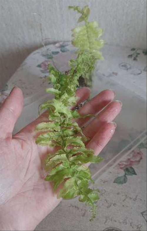 Папоротник комнатный (нефролепсис ) Tiger Fern