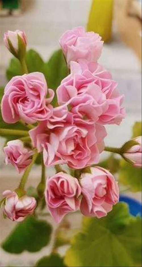 Пеларгония Princess Philippa цветущая