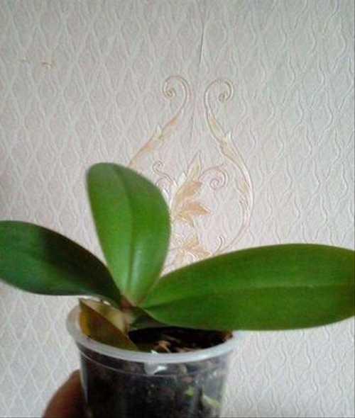 Орхидея фаленопсис мини, белая