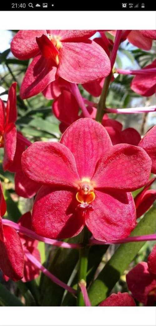 Ванда vanda Virat x Dr. Anek