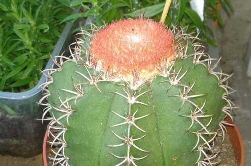 Семена кактуса Melocactus matanzanus
