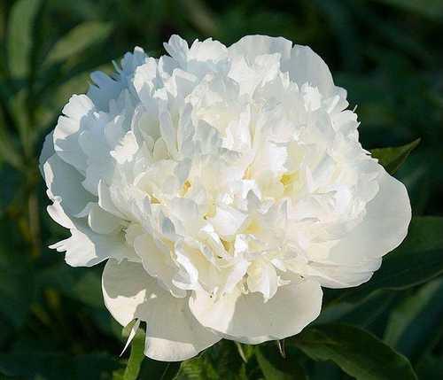 Пион белый Duchesse de Nemours