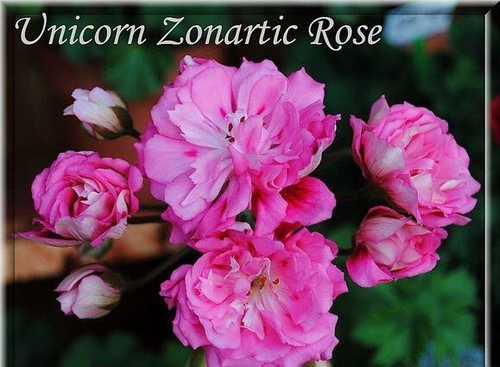 Пеларгония unicorn zonartic rose фото и описание