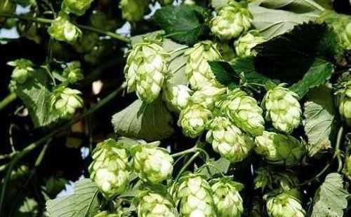 Изгороди хмеля, саженцы