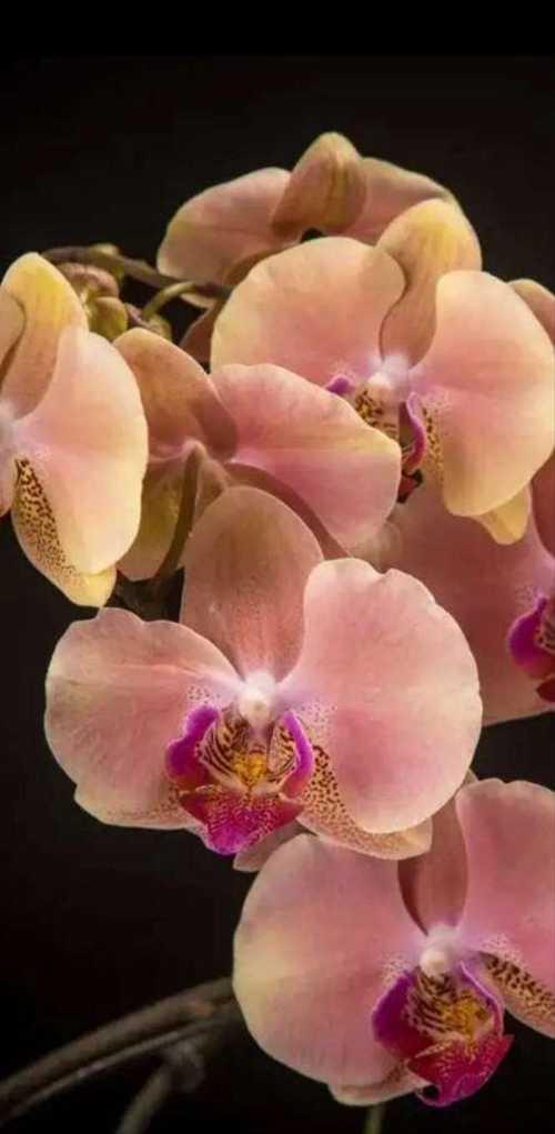Орхидея фаленопсис Перфект пич