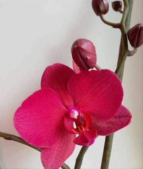 Орхидея фаленопсис мутант и мультифлора
