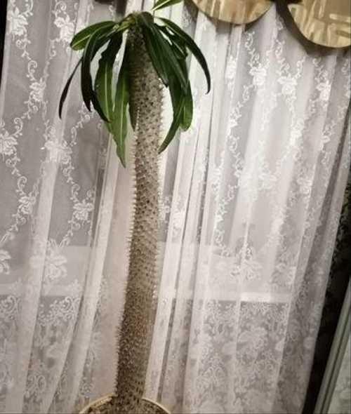 Пахиподиум (Мадагаскарская пальма )
