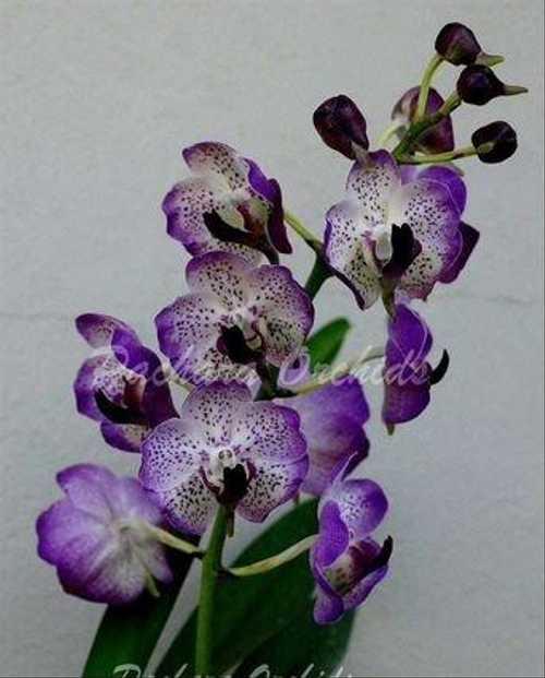 Орхидея Ванда V. Gordon Dillon x Aer.Lawrencea Fra