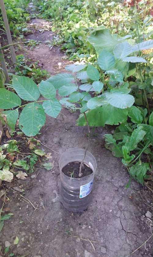 Орех грецкий саженец в контейнере