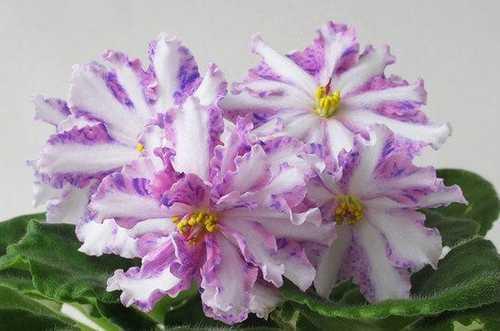 Химера Оленька, фиалки полумини 4 сорта