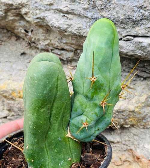 Кактус Trichocereus Bridgesii f. monstrosa