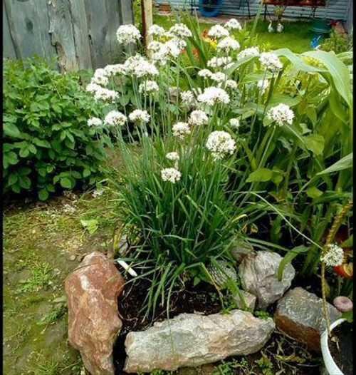 Черемша фото растения садовая многолетник