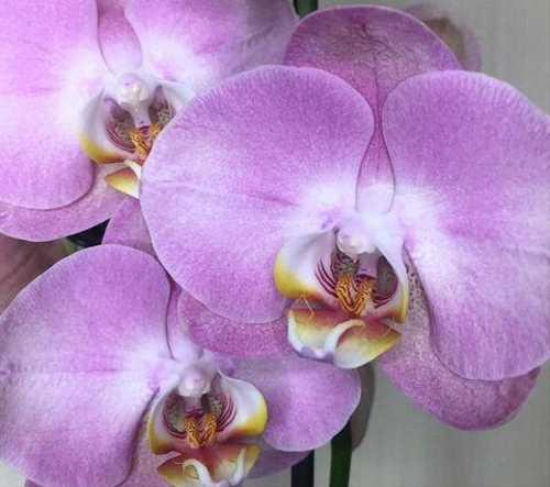 Орхидея фаленопсис новый сортовой гибрид цветущий