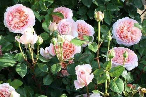 Розы и Пионы в Ассортименте (2-8лет)