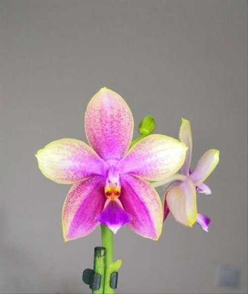 Орхидея ароматная Лиодоро