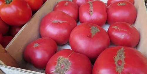 Семена томатов родом из СССР