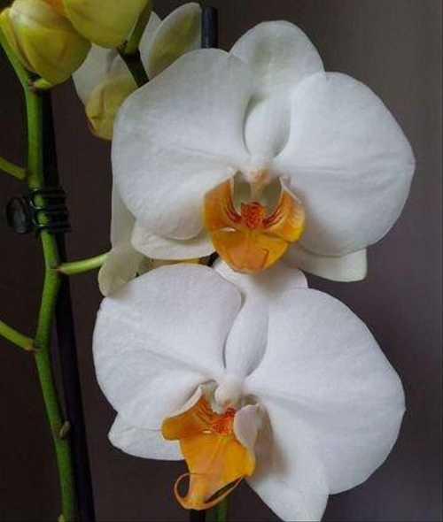 Орхидея фаленопсис Дарвин