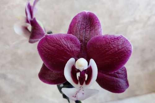 Орхидея Kaoda Twinkle